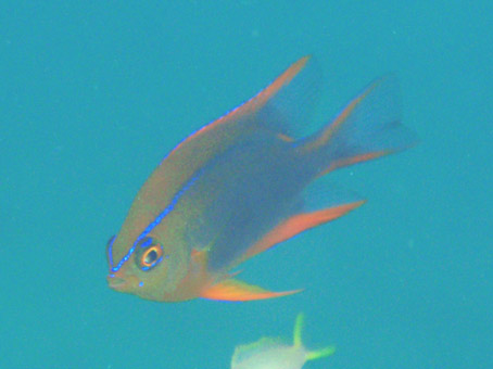 Orange Damsel - バリ島海洋生物図鑑