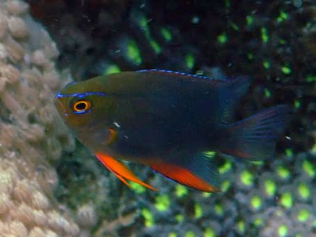 Orange Damsel - バリ島海洋生物図鑑